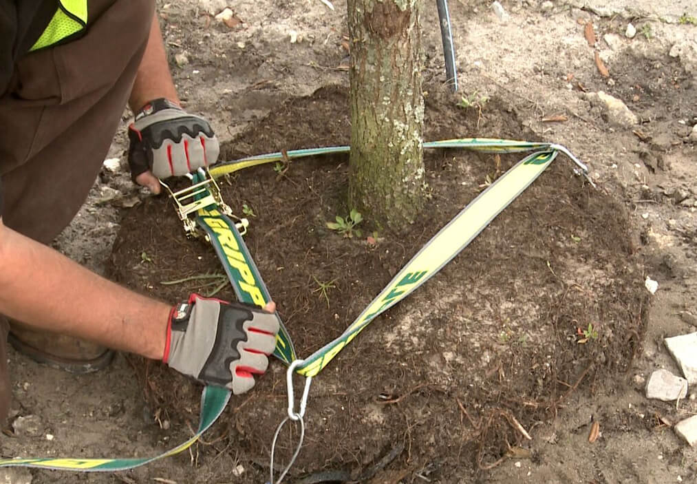 Landscape Anchors, Trellises & More | Gripple